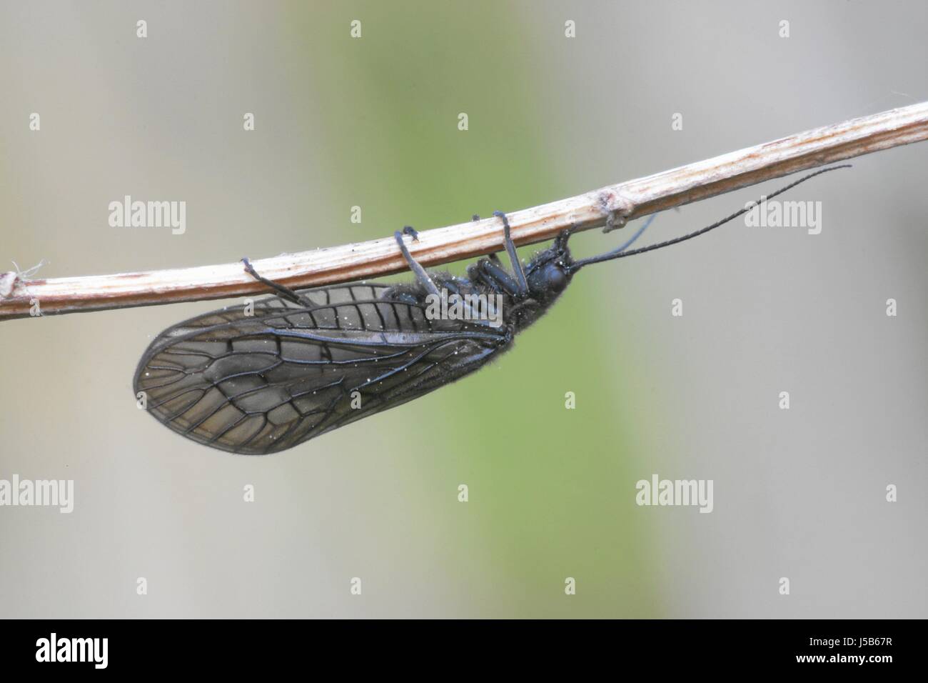 insect insects rise climb climbing ascend uphill tread clamber blade of ...