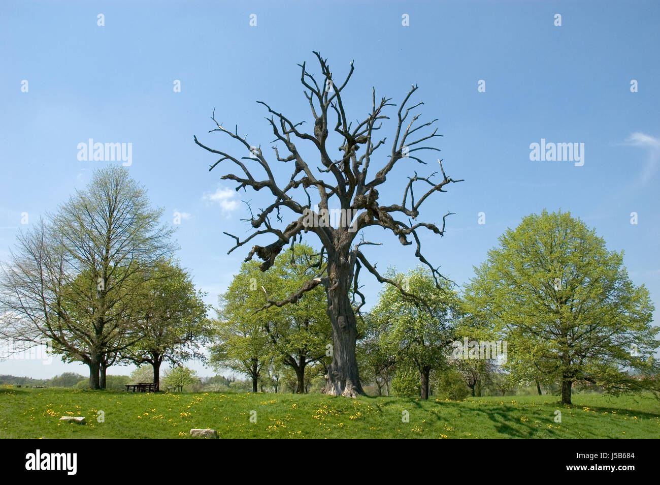 monument memorial death die tree park clump of trees oak contrast ...