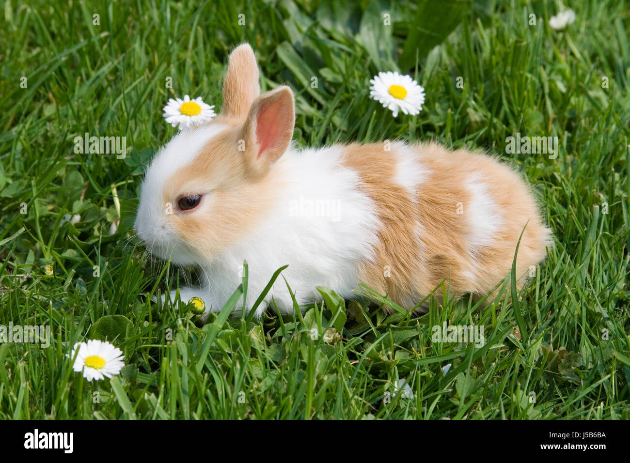 the little bunny Stock Photo - Alamy