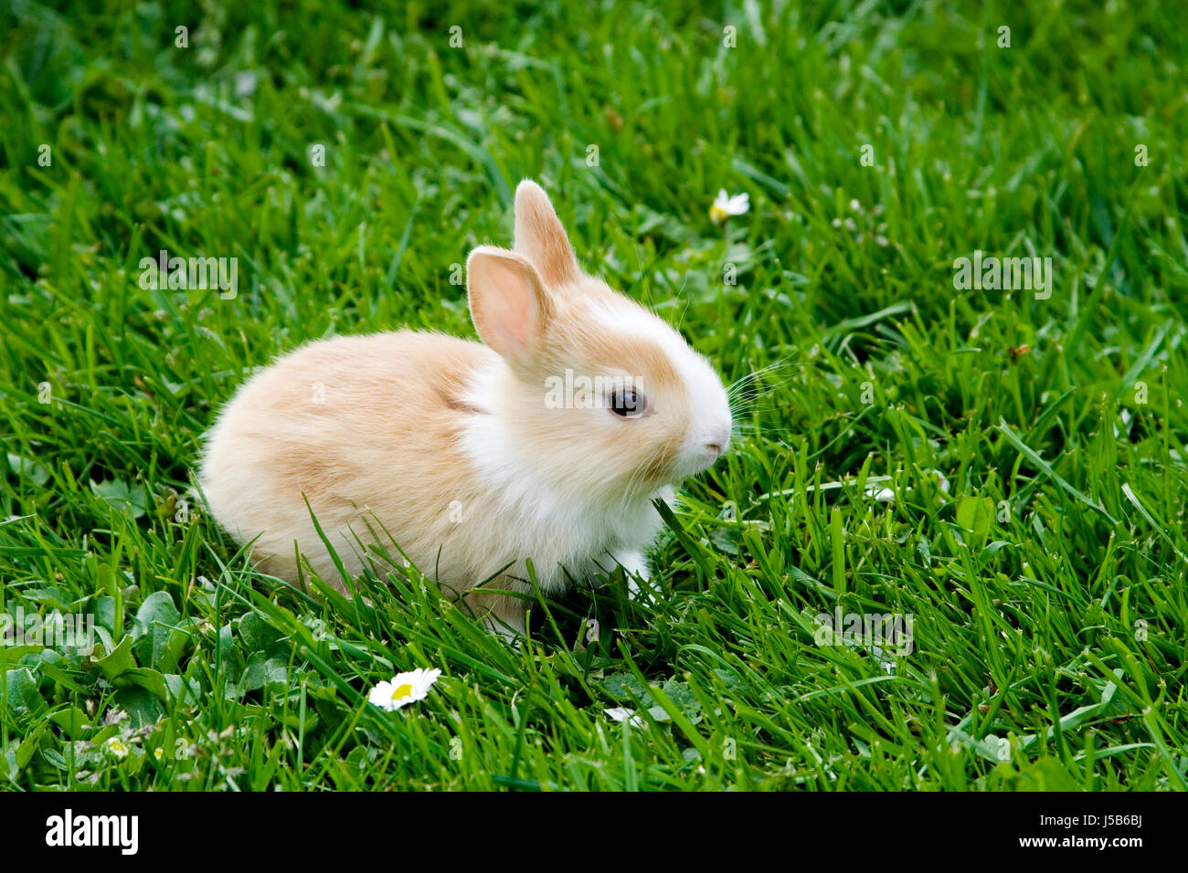 the little bunny Stock Photo - Alamy