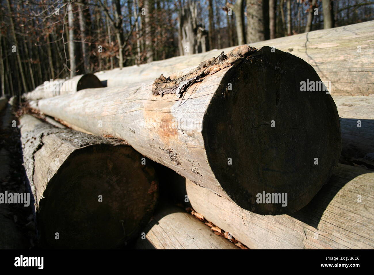 the end of a tree Stock Photo - Alamy