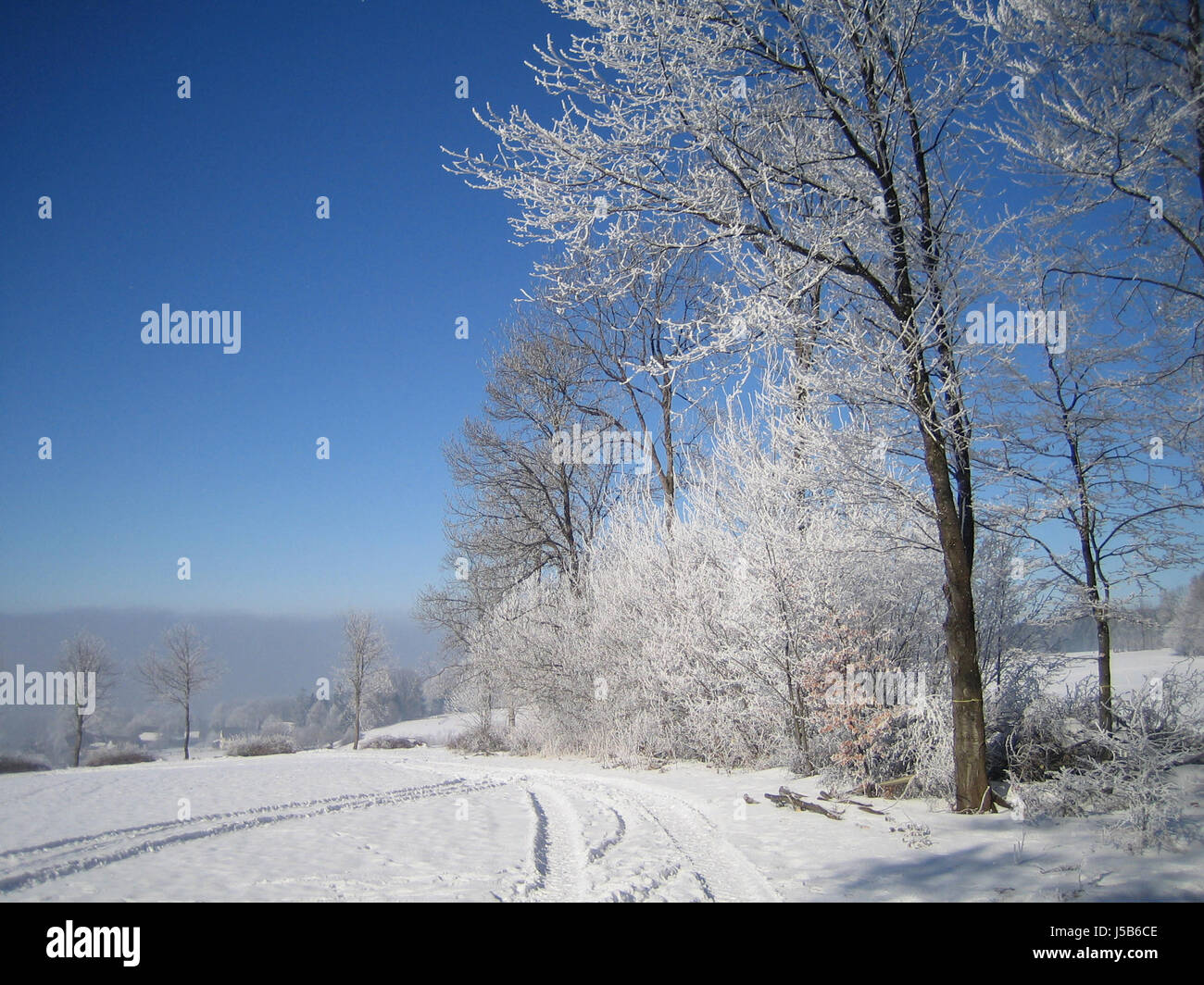 tree trees winter cold fog ice frost freezes icecold path way scenery ...
