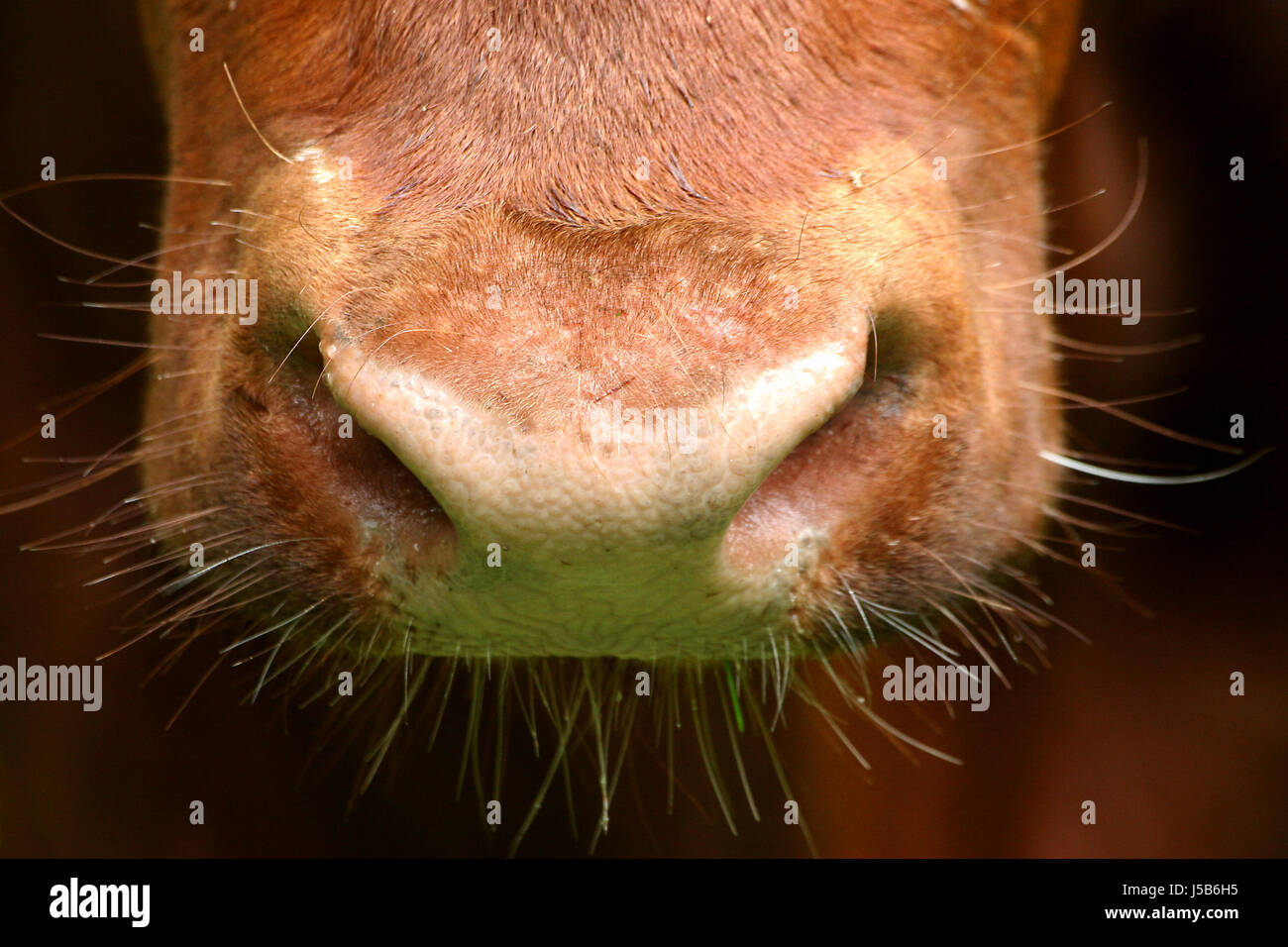 mammal mouth agriculture farming mammals cow calf milker stock farming ...