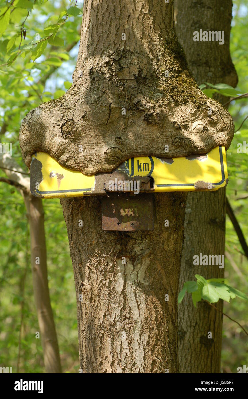 Tree of god hi-res stock photography and images - Alamy