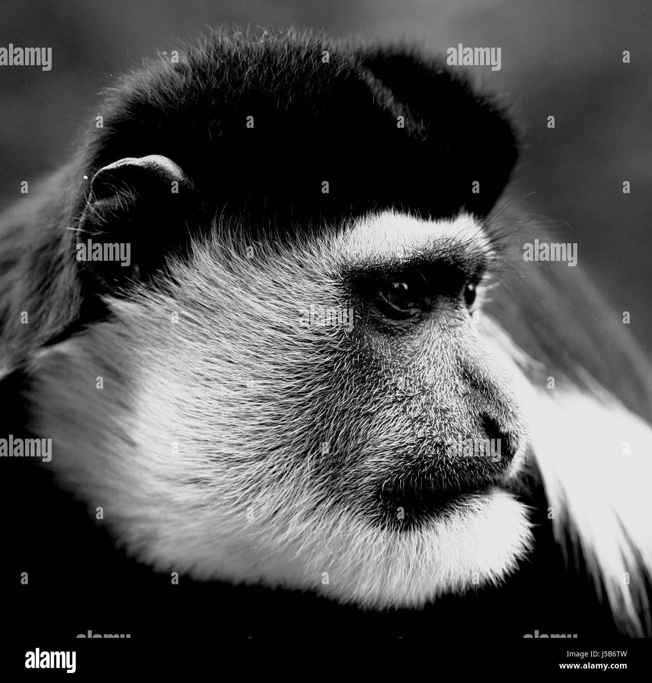 macro close-up macro admission close up view curiosity animals portrait ...