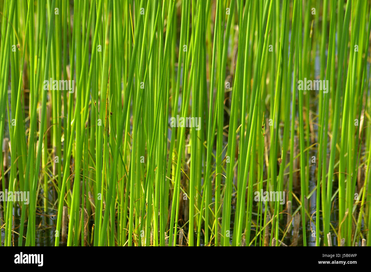 green reed biotop blades moist design shaping formation shape model ...