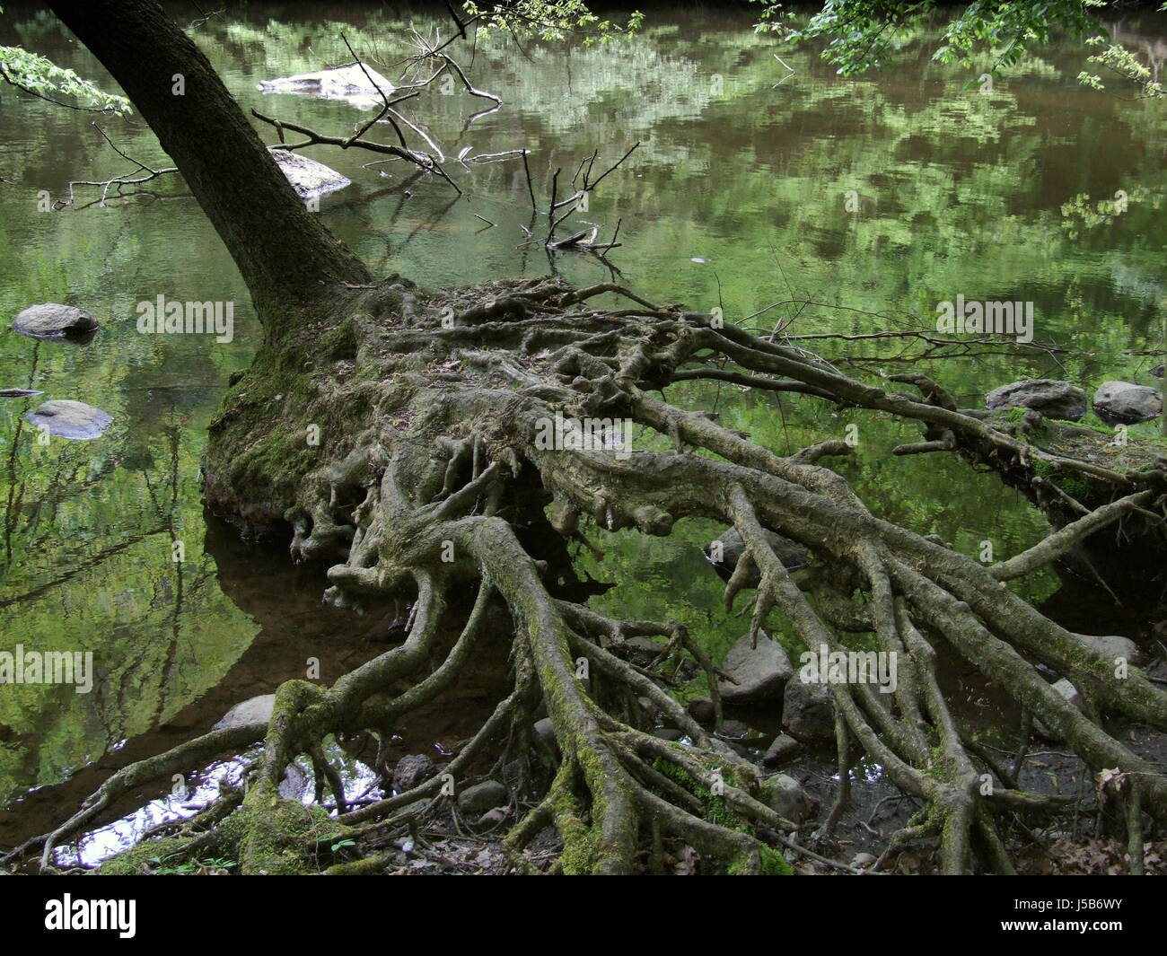 tree trees rooted coalesce root snaggy river water wurzelwerk auwald ...