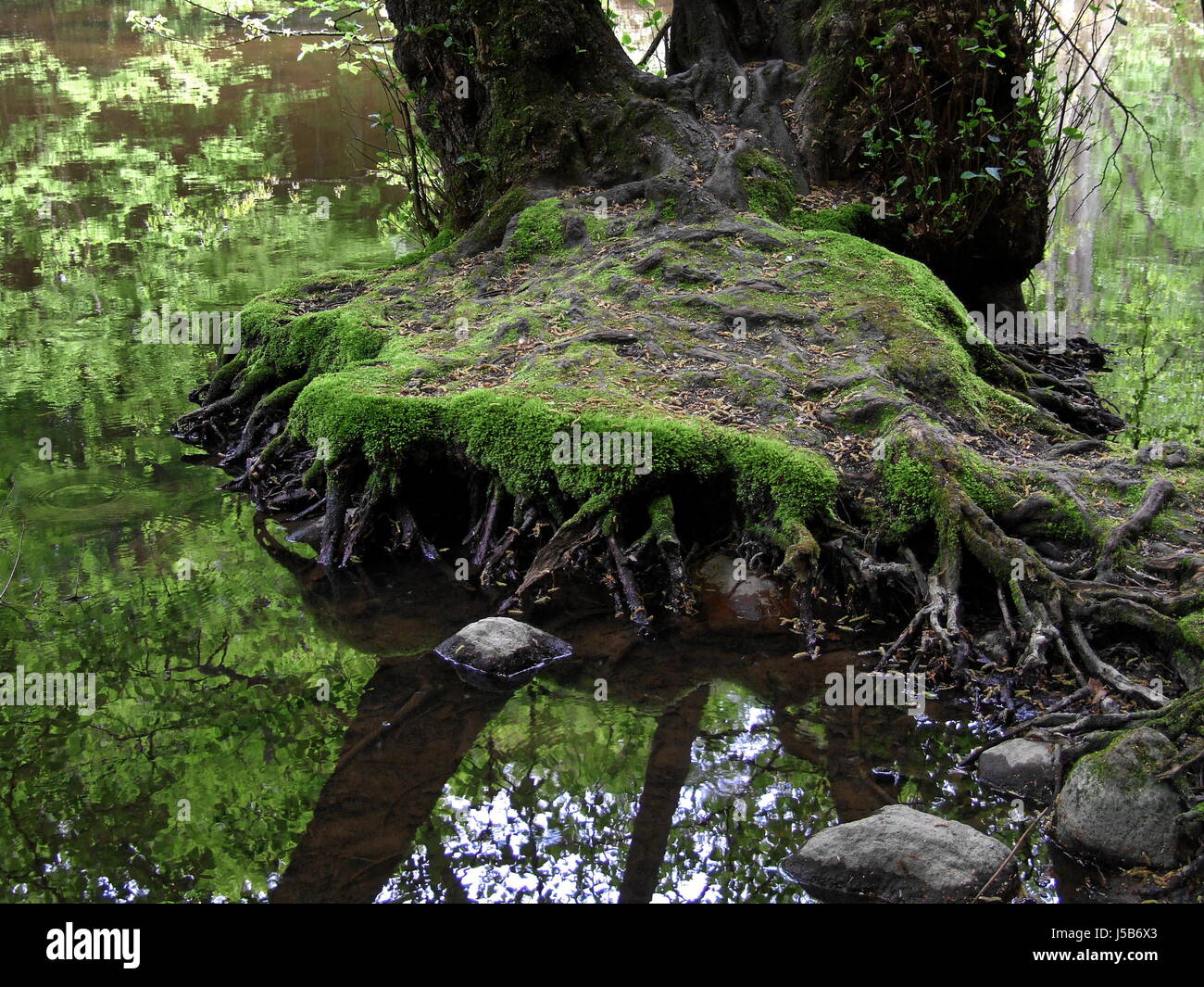tree trees rooted coalesce root snaggy river water wurzelwerk auwald ...