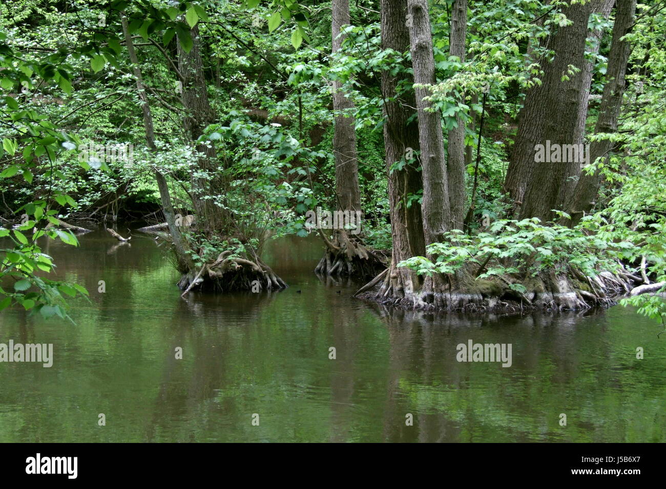 tree trees rooted coalesce root snaggy river water wurzelwerk auwald ...