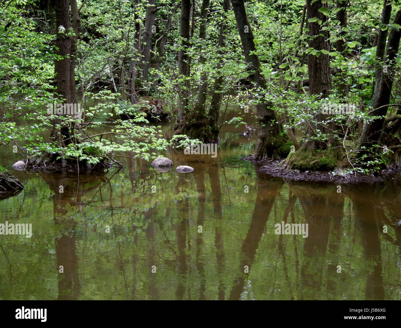 tree trees rooted coalesce root snaggy river water wurzelwerk auwald ...