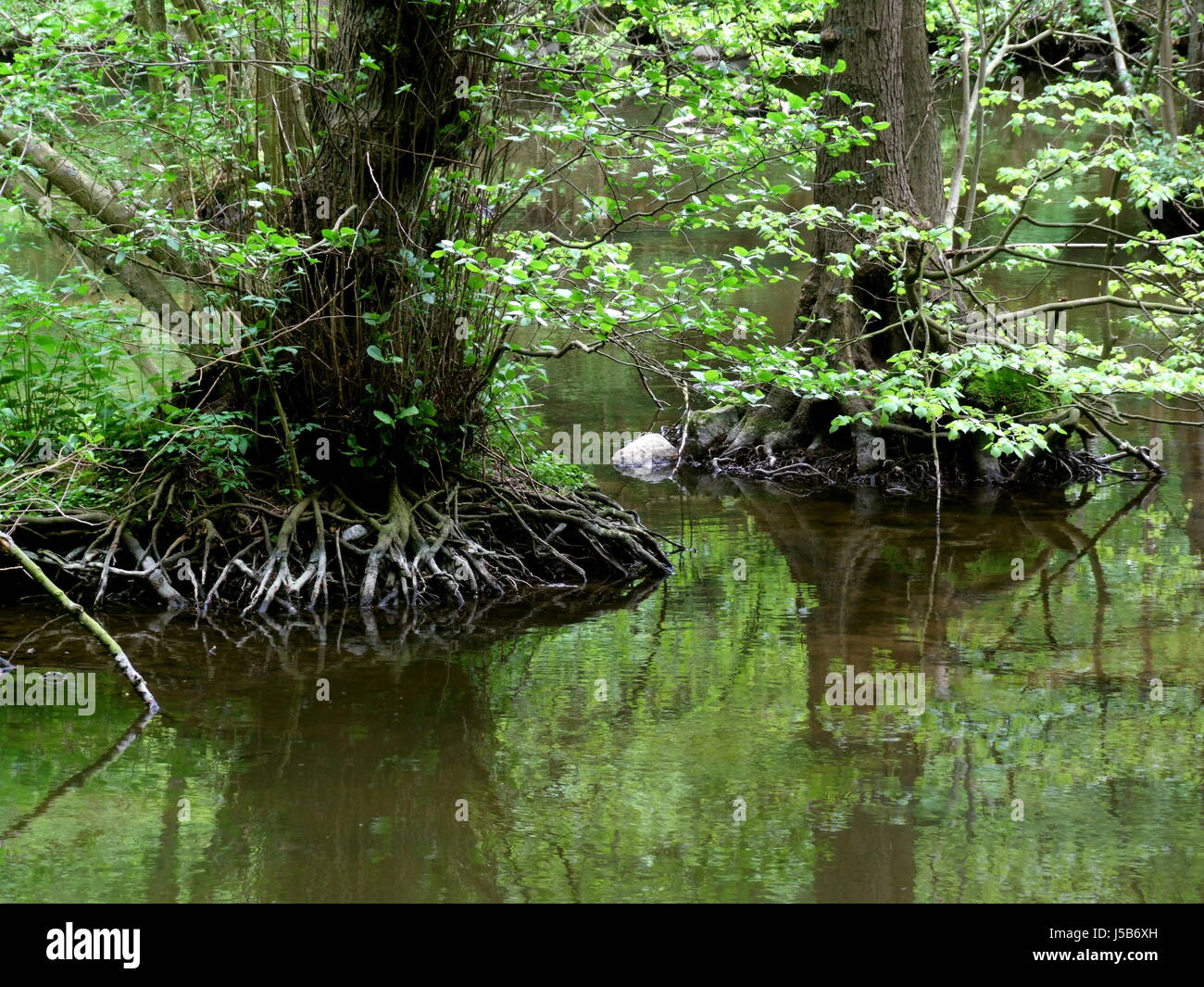 tree trees rooted coalesce root snaggy river water wurzelwerk auwald ...