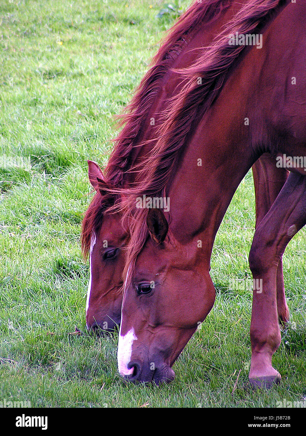 Riding animals hi-res stock photography and images - Alamy