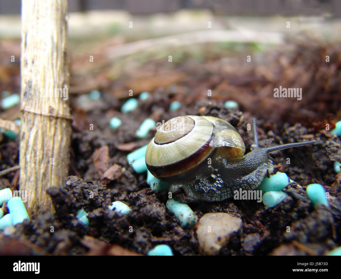 Schdlingsplage hi-res stock photography and images - Alamy