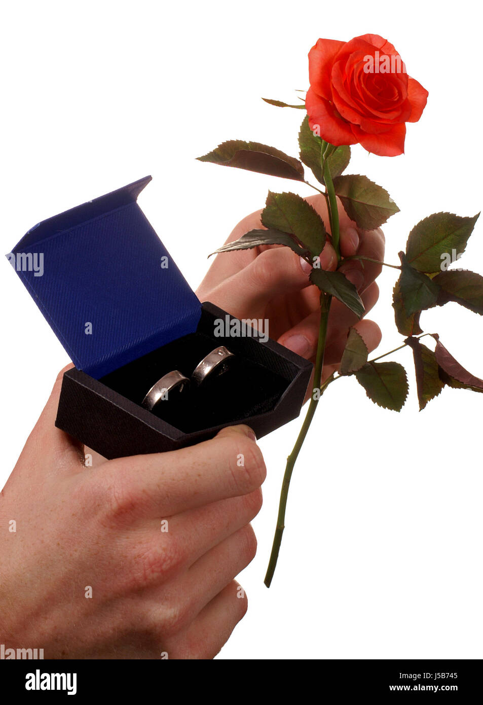 hand hands flower rose plant wedding marriage marriage ceremony wedding ...