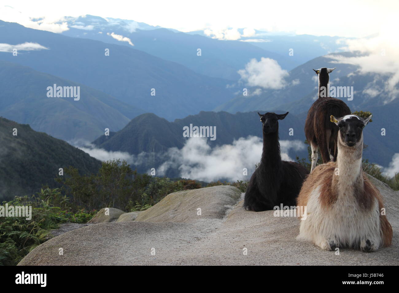 Inca Trail Alpaca Stock Photo - Alamy