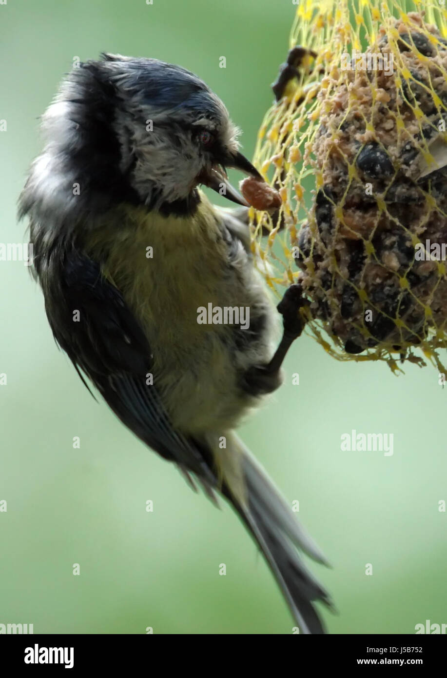 Bird Punch