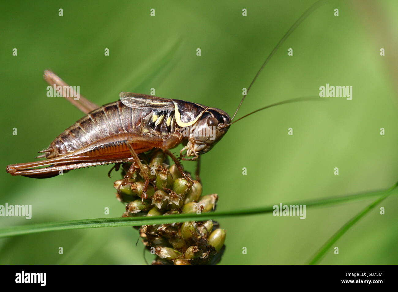 long probe shrink,at least i think Stock Photo - Alamy