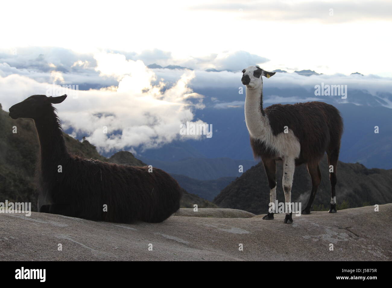 Inca Trail Alpaca Stock Photo - Alamy