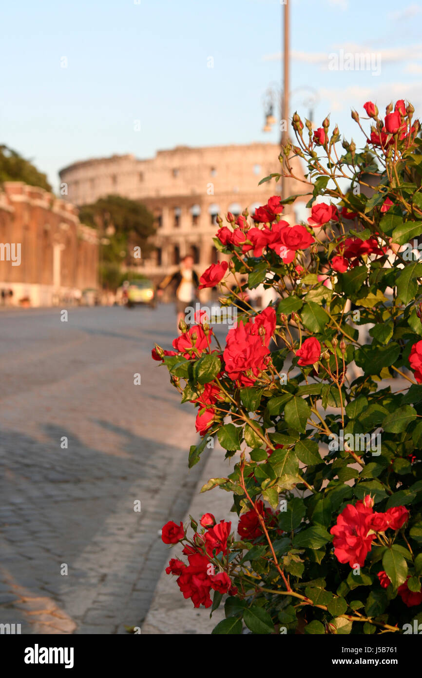 antique flower flowers plant roses Rome roma ruin colosseum italy old ...