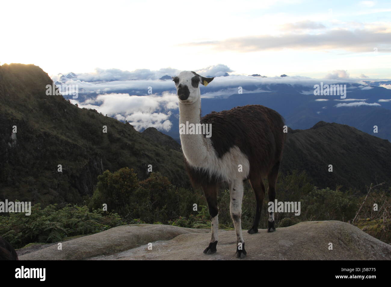 Inca Trail Alpaca Stock Photo - Alamy