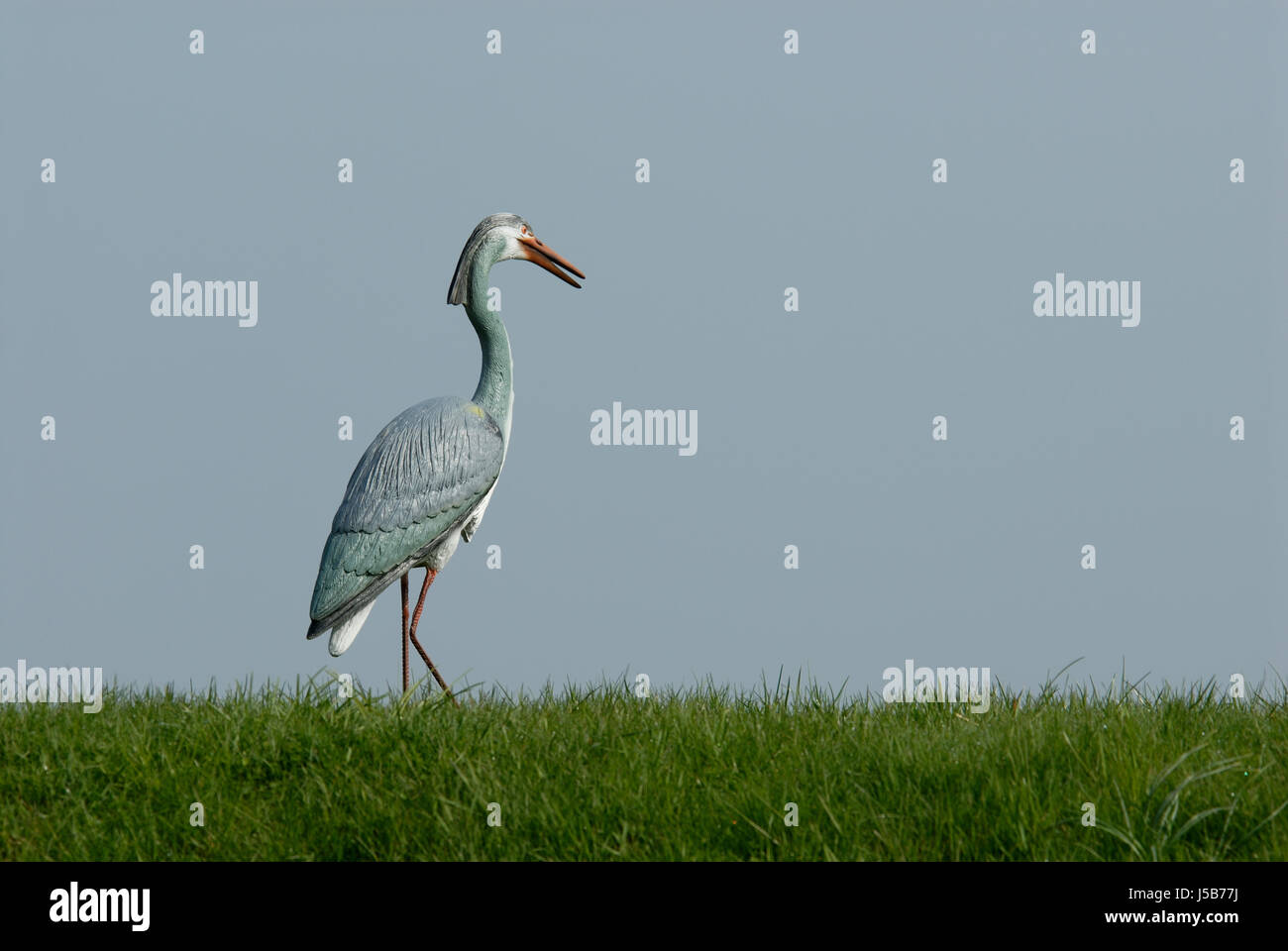 legs blue horizon animal bird birds eyes wing beak wire heron ...