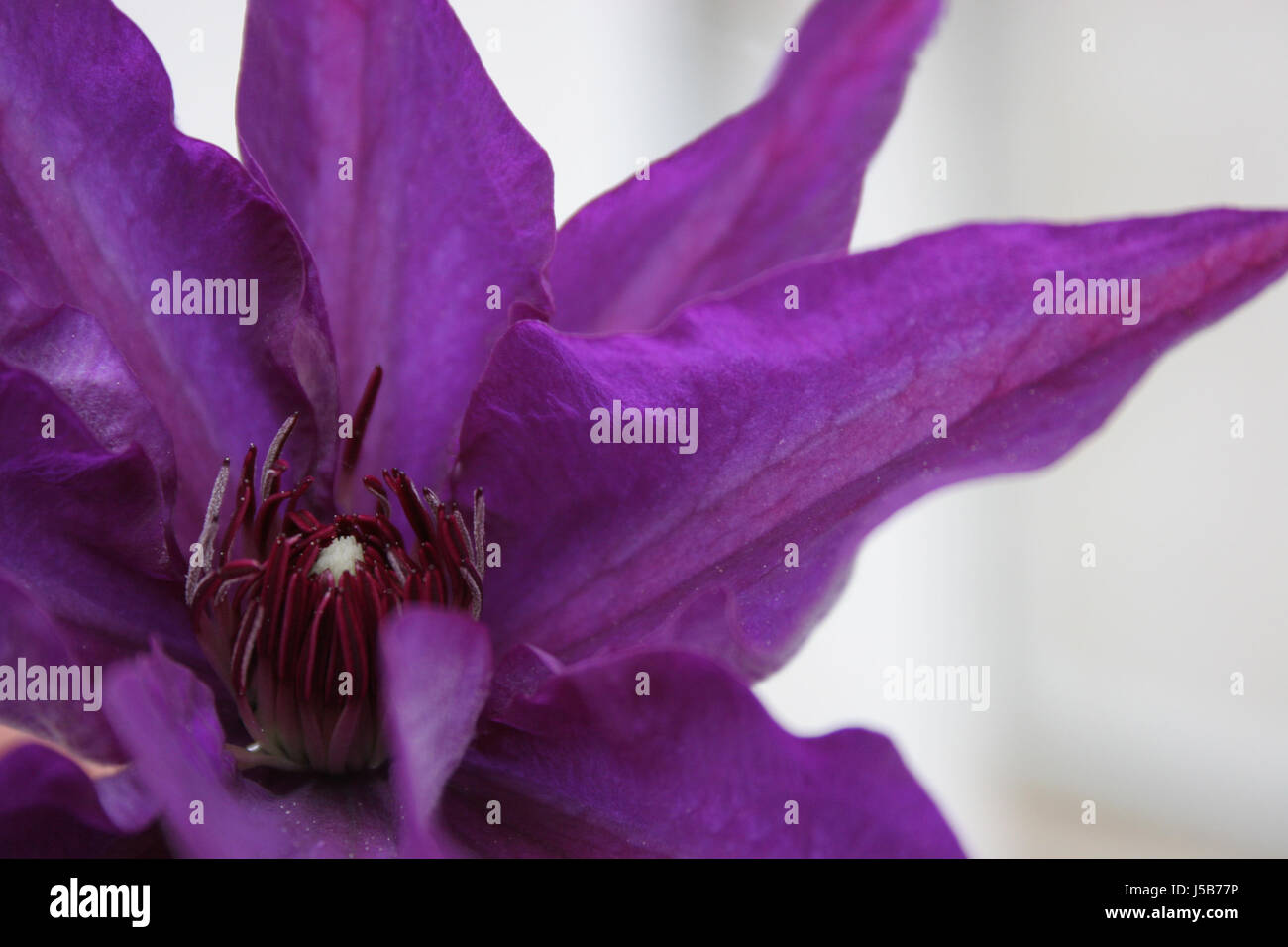 house building flower plant bloom blossom flourish flourishing cirrus ...