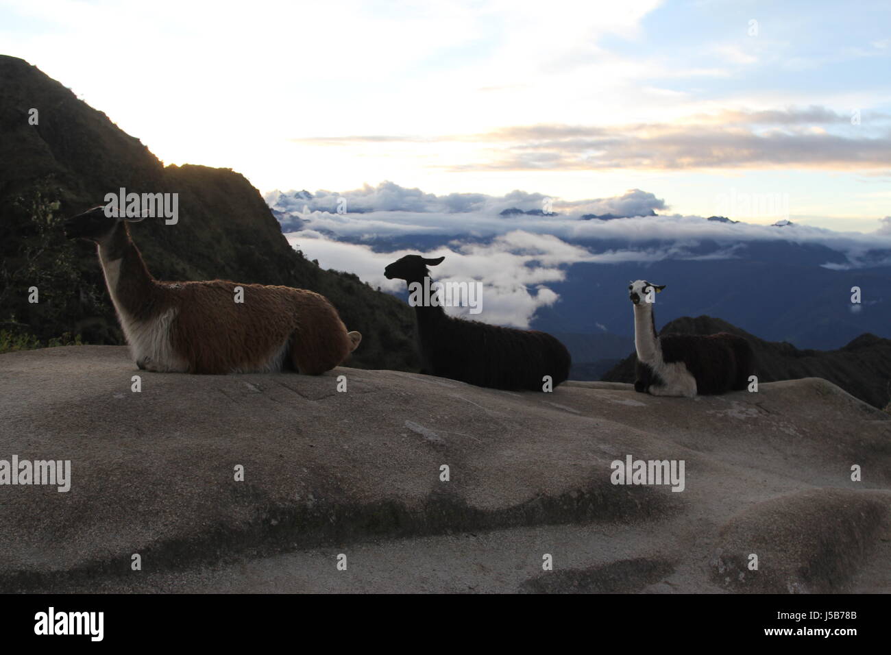 Inca Trail Alpaca Stock Photo - Alamy