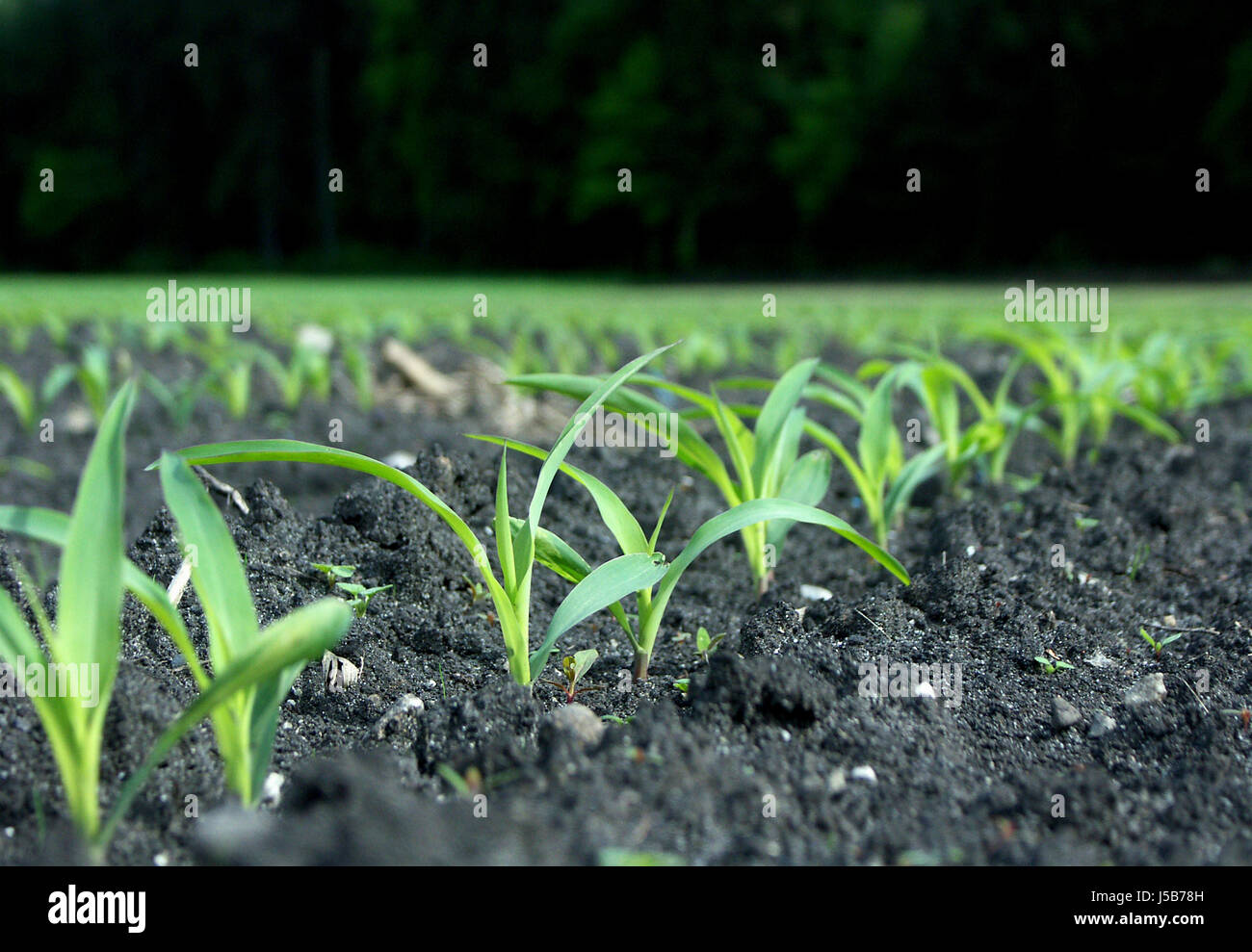 fodder plant agriculture farming spring acre cows corn farmer grow ...