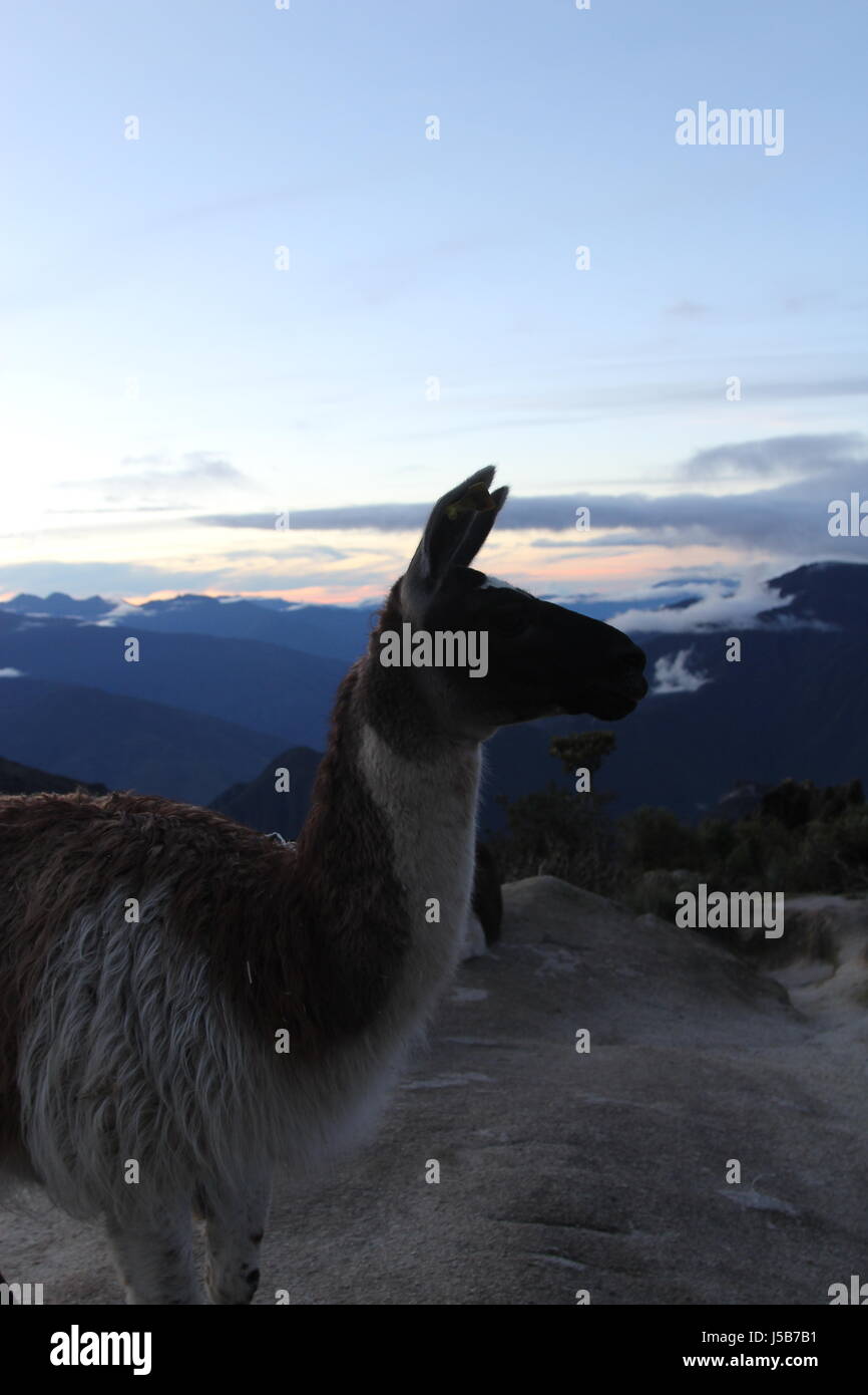 Inca trail animals hi-res stock photography and images - Alamy