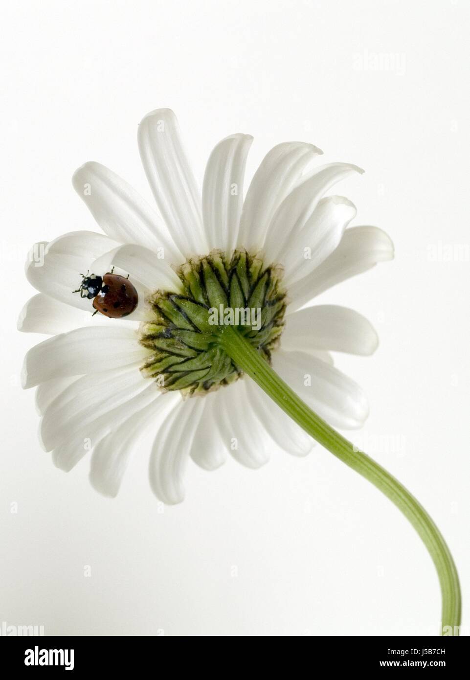 the acrobat iv Stock Photo - Alamy