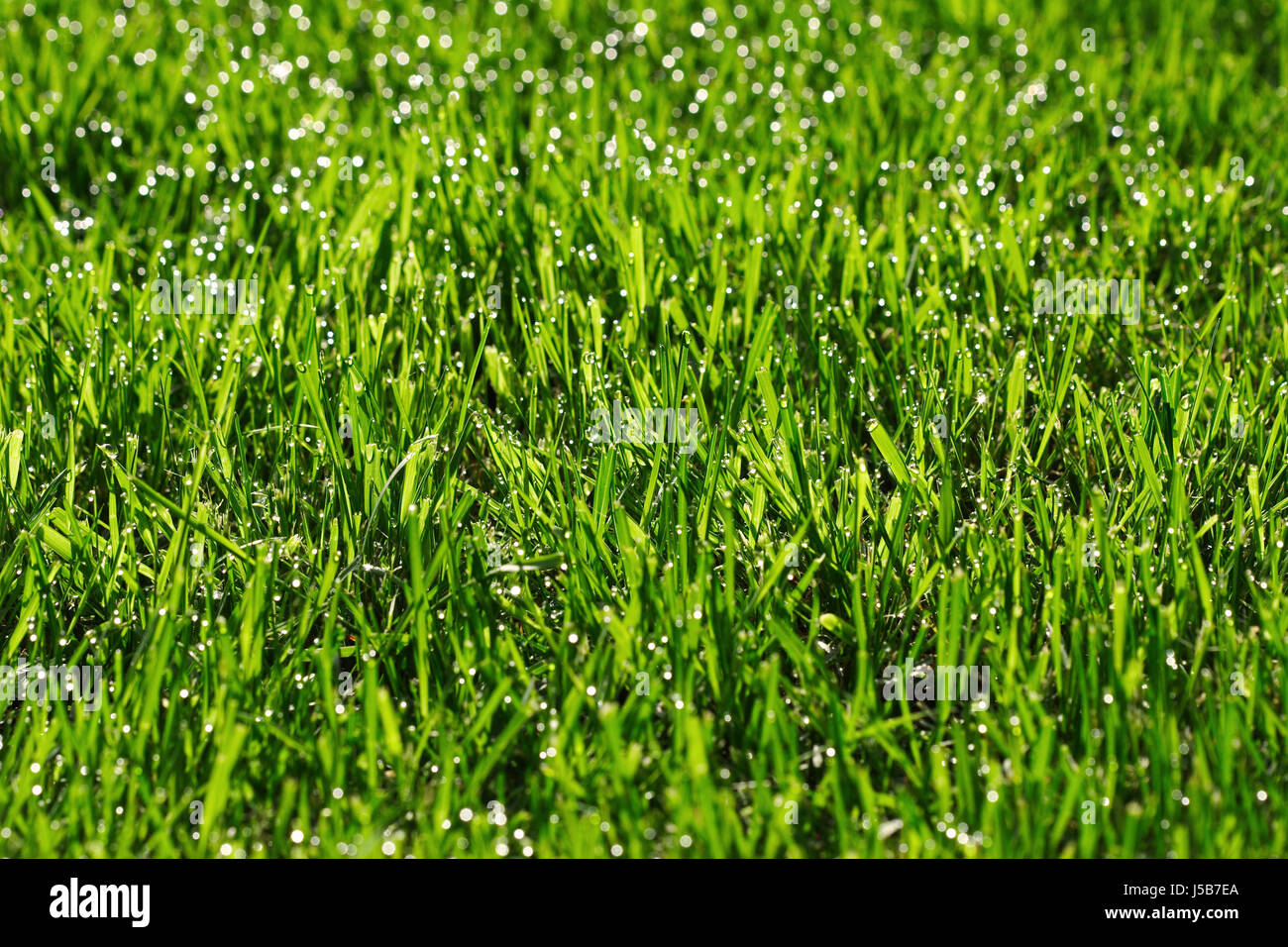 green grasses wet dew weed dewdrop droplet rainfall design shaping ...