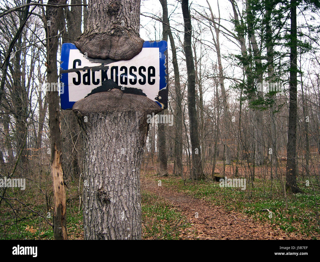 sign signal tree trunk coloured deciduous forest landscape format blind ...