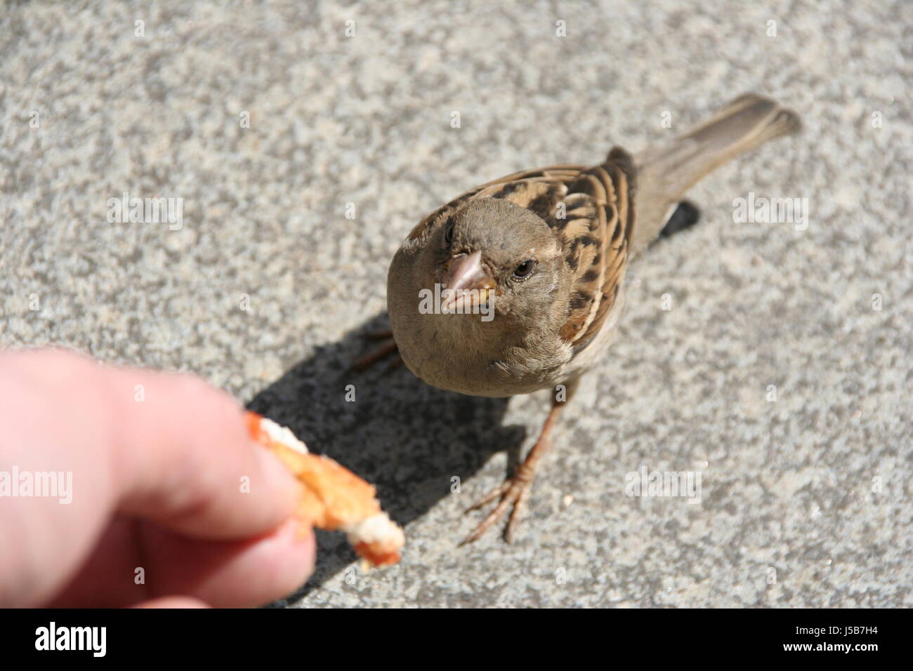 should i or should i not Stock Photo - Alamy
