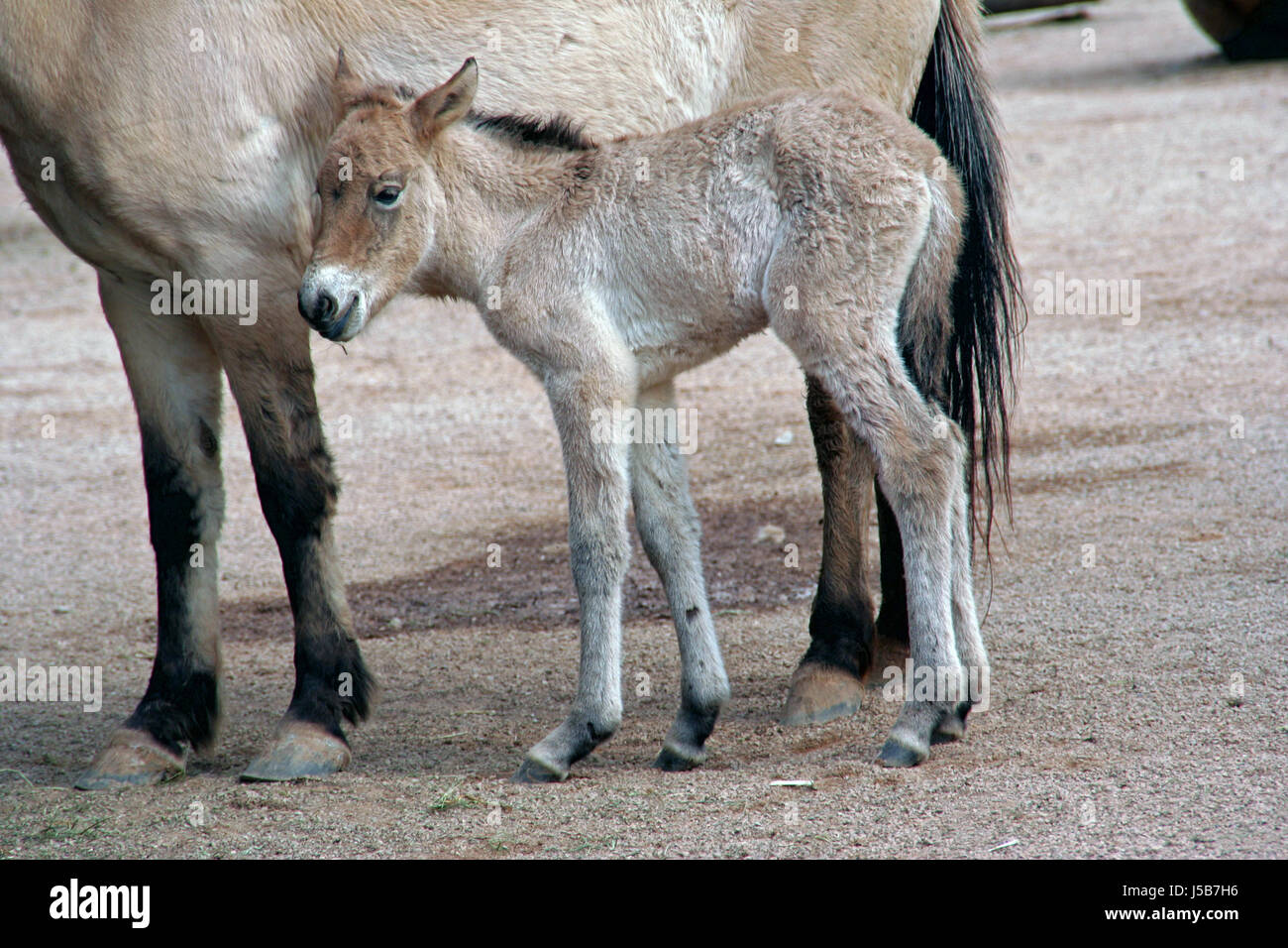 horse rare foal young animal uncertain new born waggly young younger ...