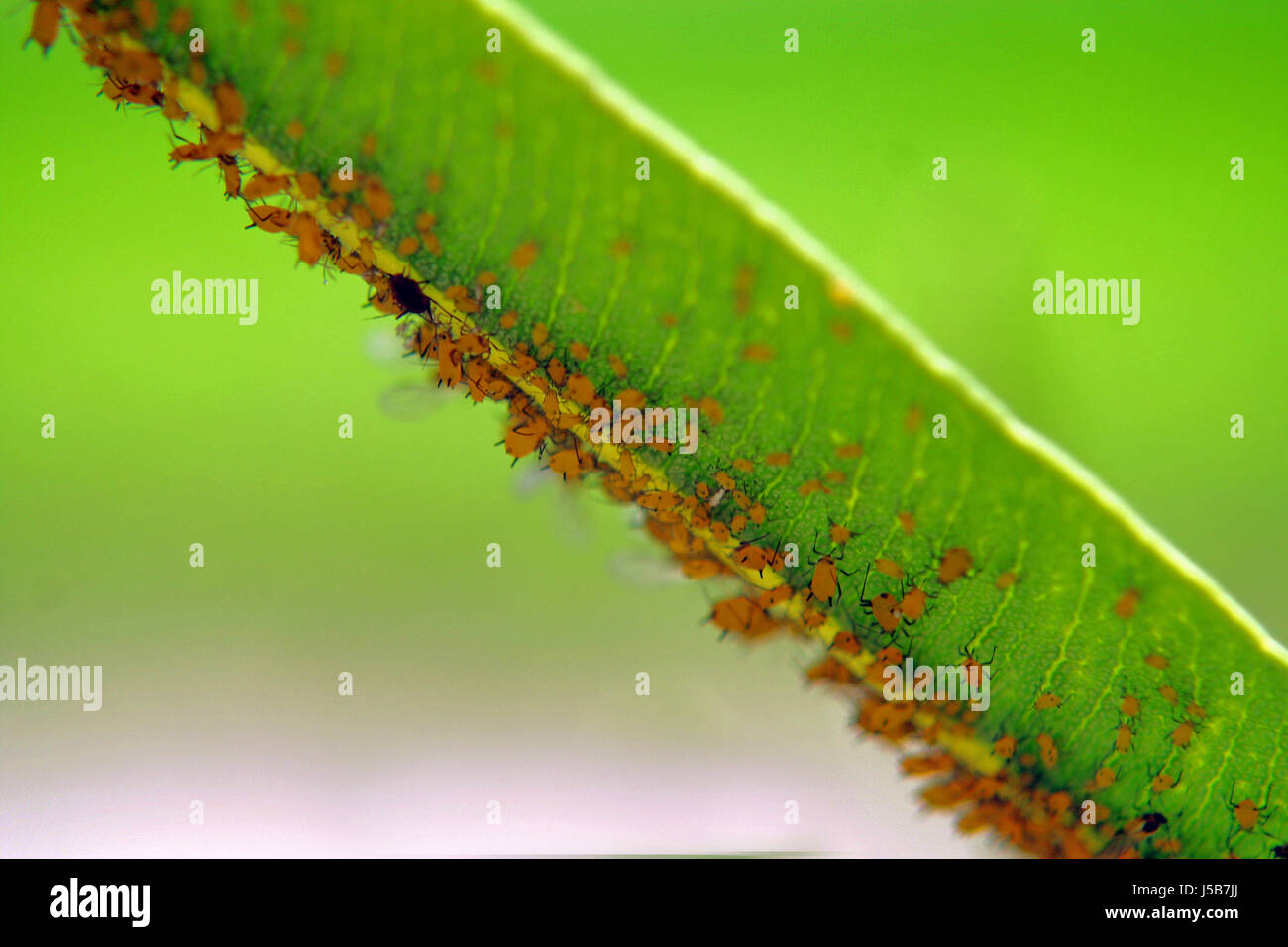 Plague Of Lice Or Gnats