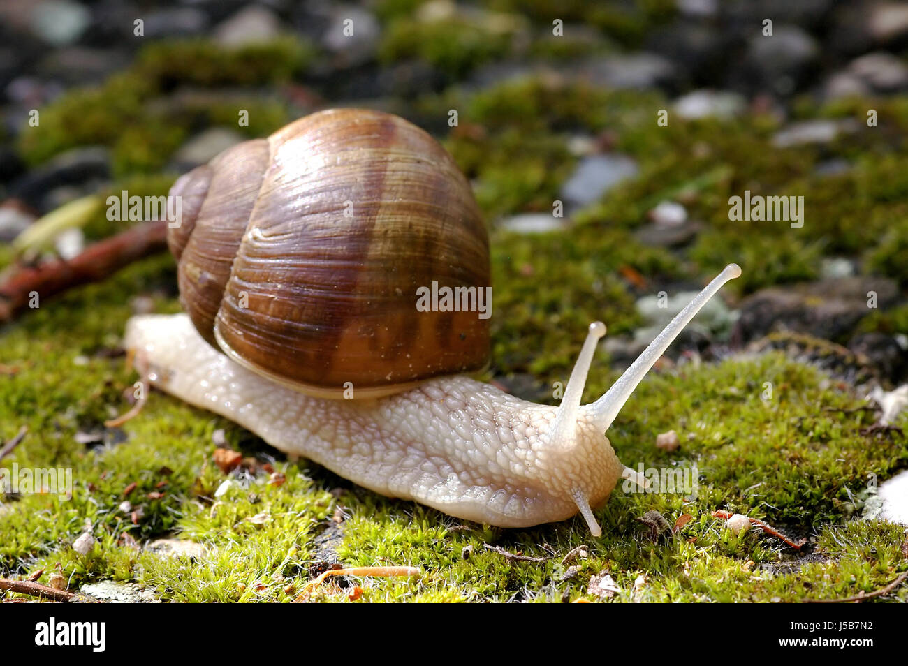garden spring snail escargots edible snail moss molluscan gardens ...