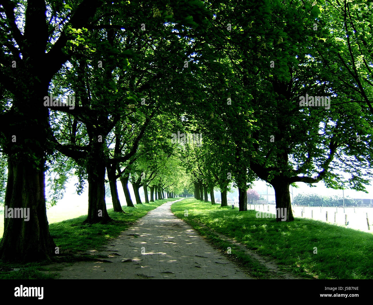 tree trees green width endless path way forest shine shines bright ...