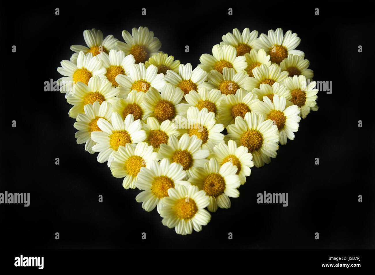 flower flowers plant florets design shaping formation shape model ...