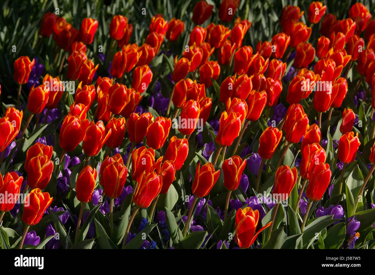 blossoms spring crocuses tulips holland flower plant tulip netherlands ...