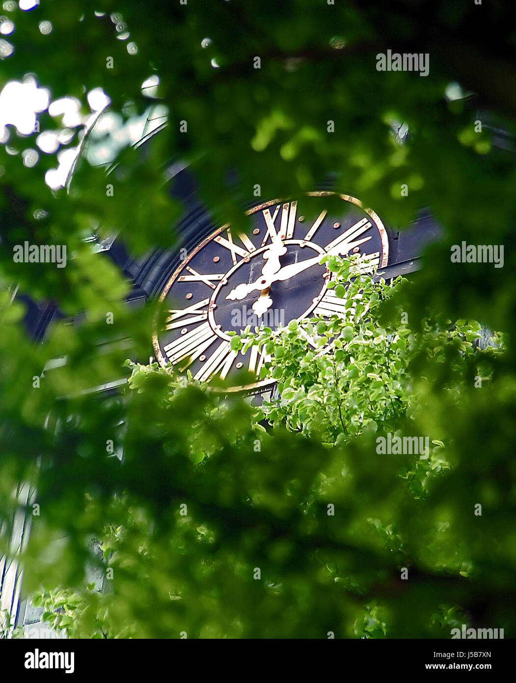 tree trees green clock time branches dial steeple idea perspective ...