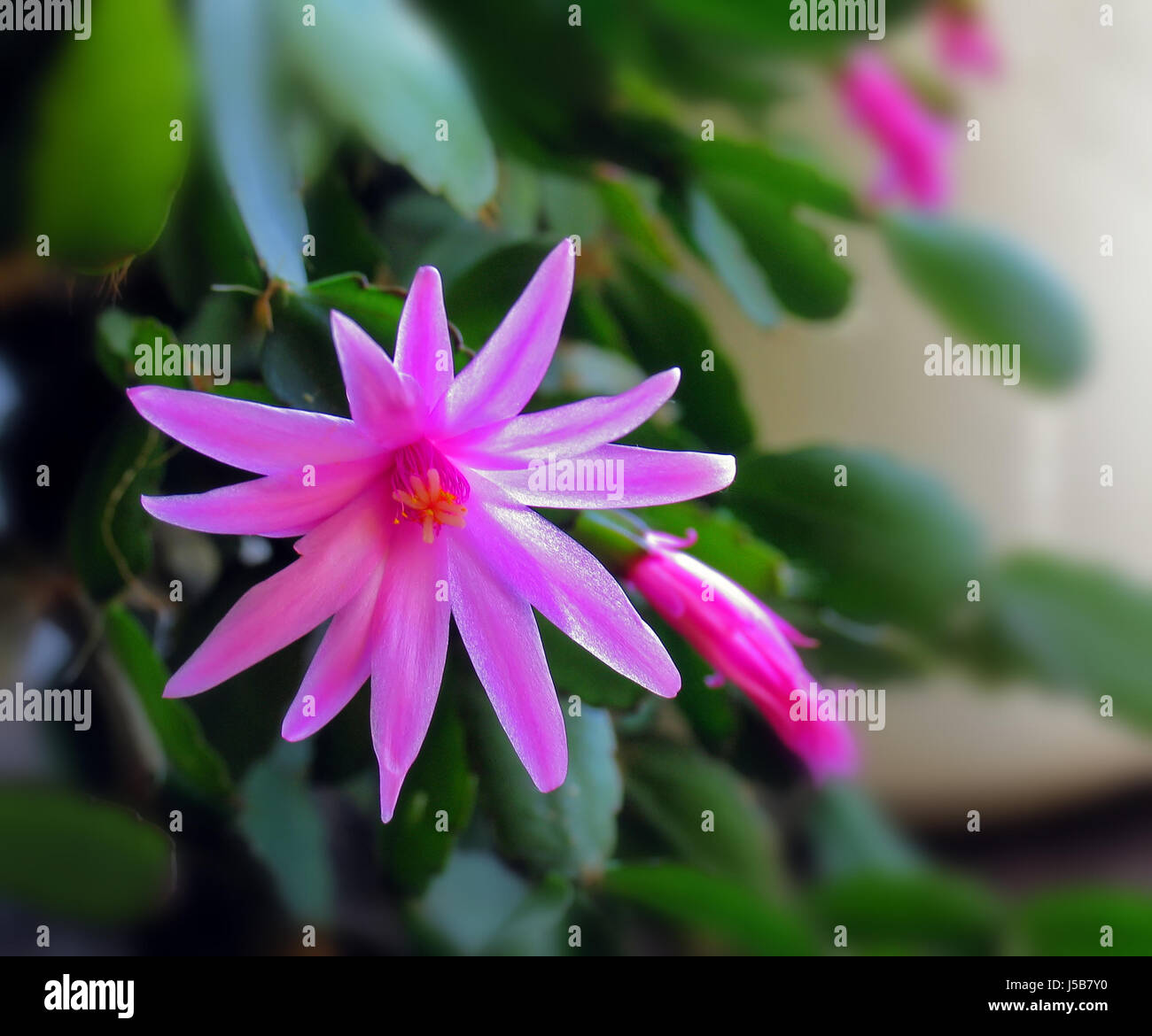 Rhipsalidopsis hi-res stock photography and images - Alamy