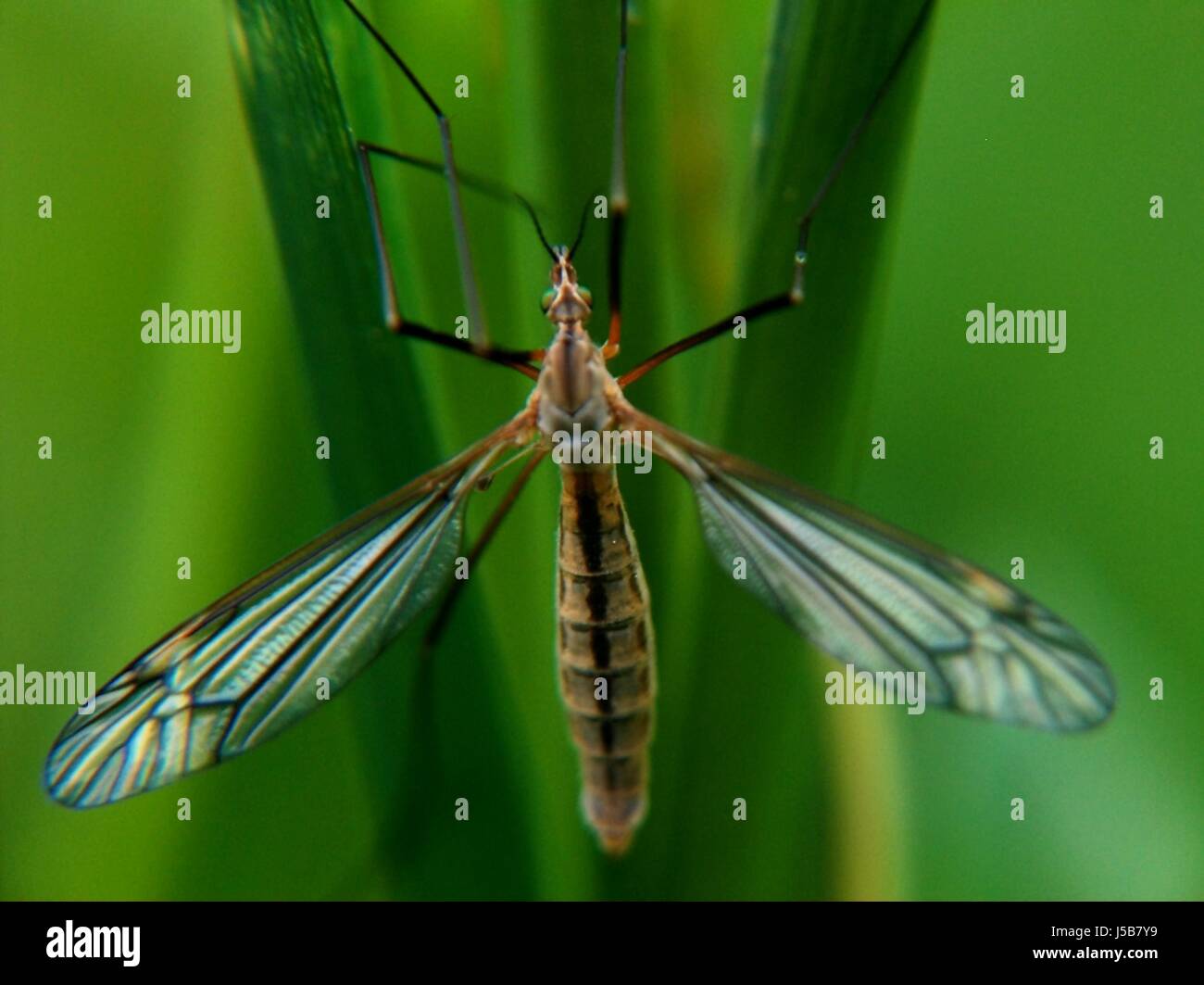macro close-up macro admission close up view insect swamp scrape gnat ...