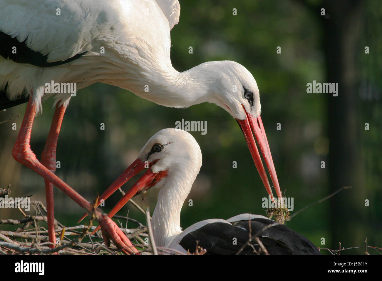 bird animals birds brood offspring care stork nest storks young younger ...