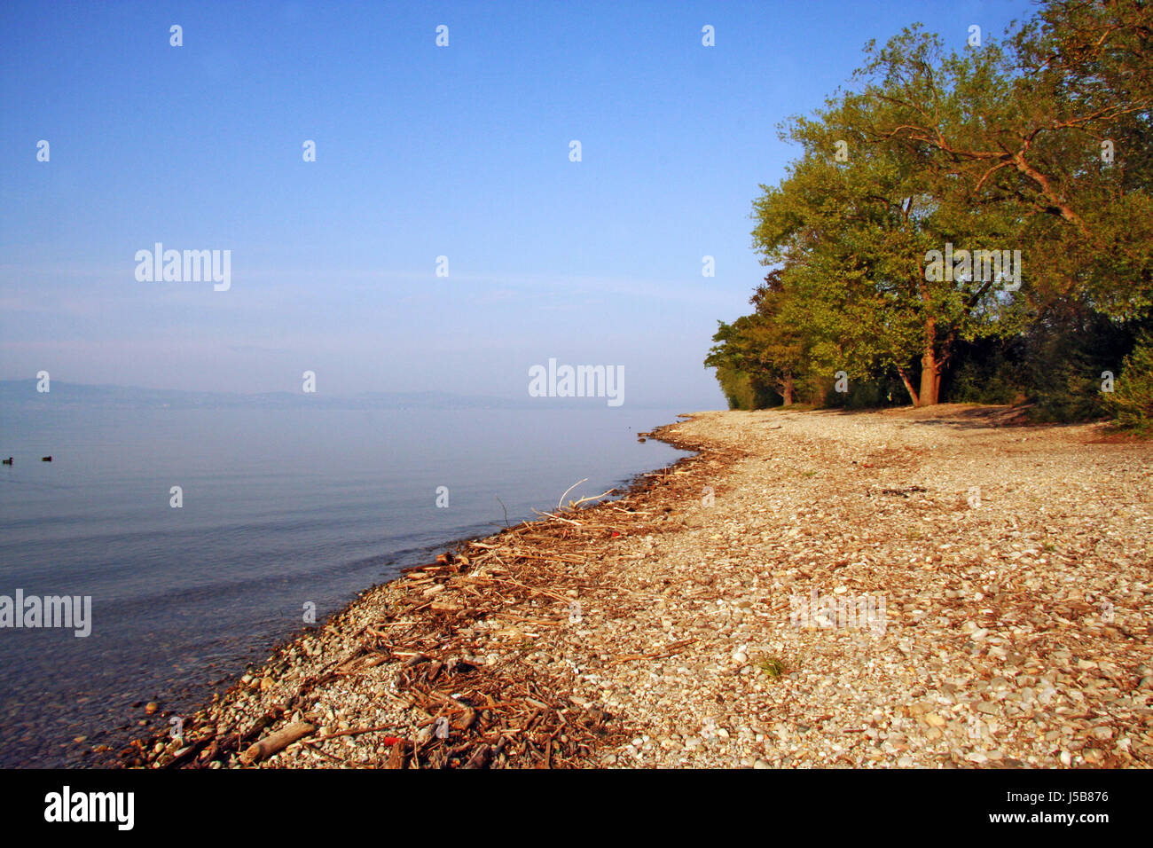 blue tree trees lake constance azure firmament sky salt water sea ocean ...