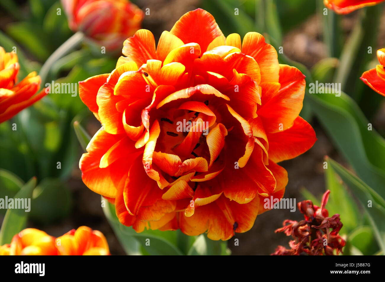 Tulip fire hi-res stock photography and images - Alamy