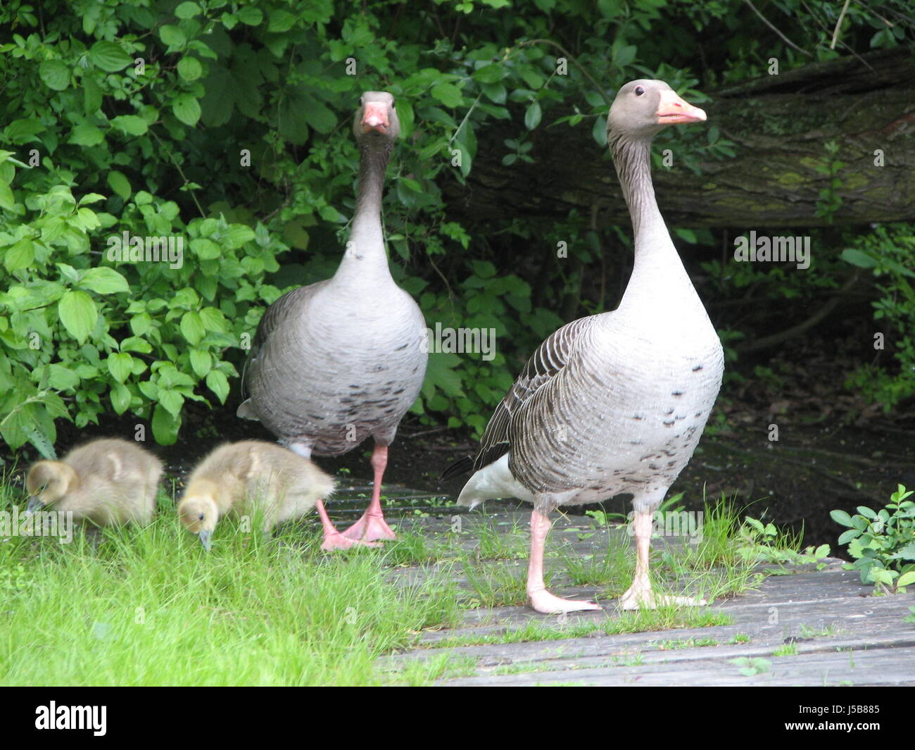 bird birds feathers geese goose chick animal child graugans ...