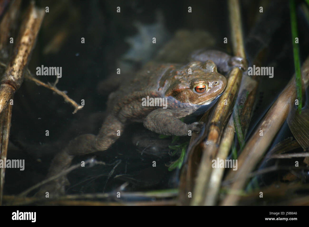 amphibian frog toads fresh water pond water toad frogs spawn ...
