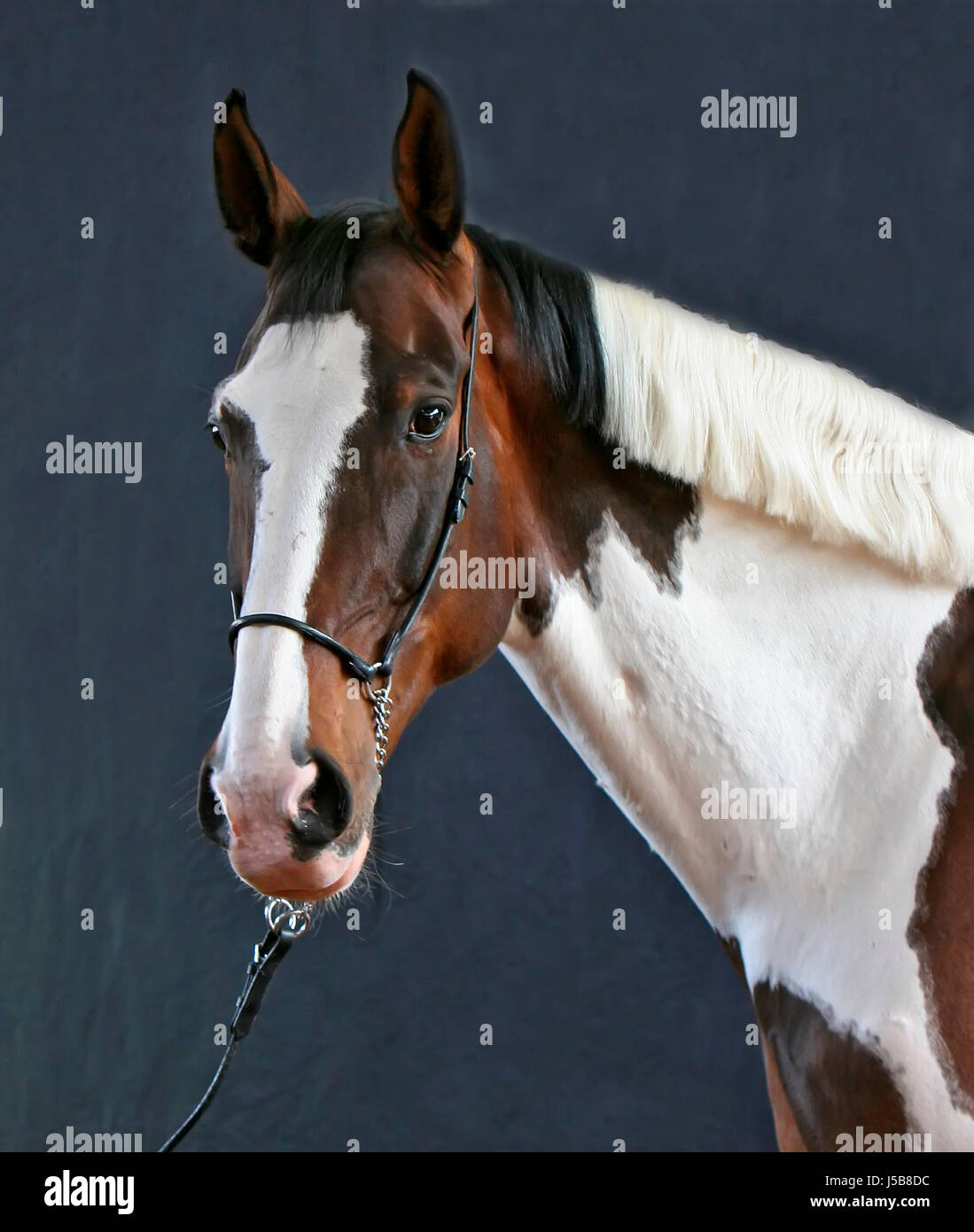 horse black swarthy jetblack deep black blank european caucasian horses ...