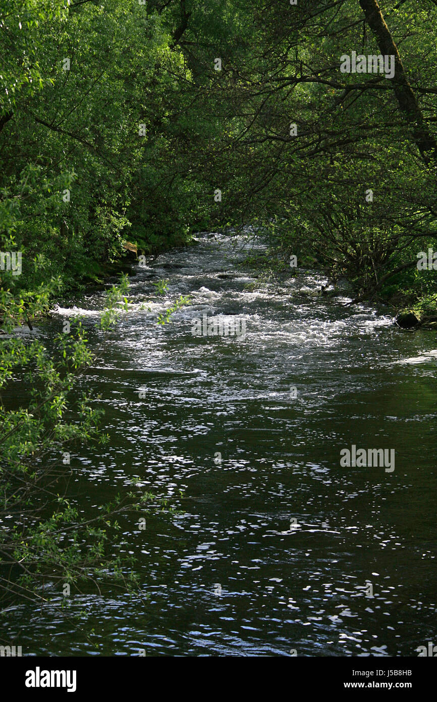 stream spring rivers watercourse black forest brooks scenery ...