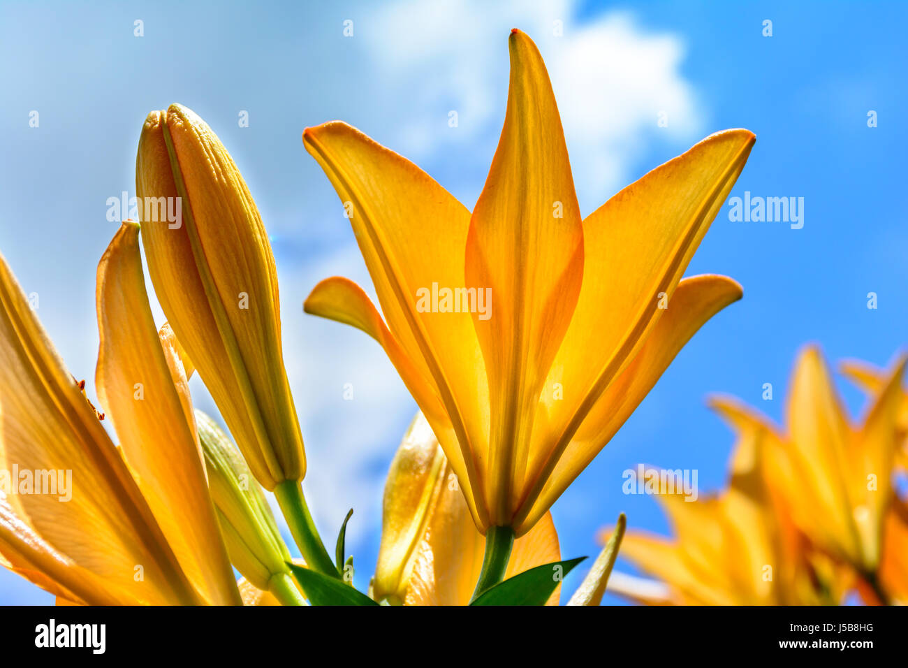 Yellow Lilium flowers -- American Cheerleader -- stand out against a ...